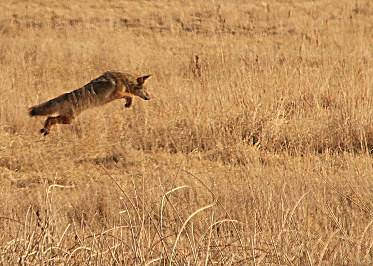 The Wily Coyote – Carson Valley Trails Association