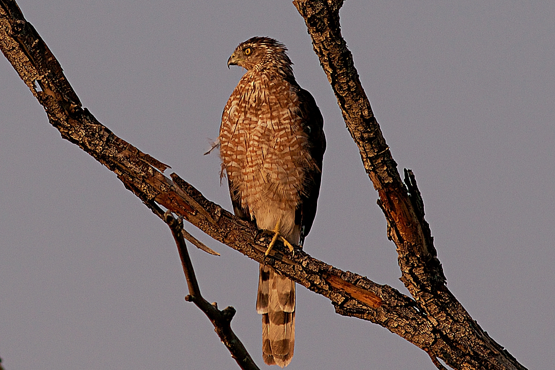 The Hawks of Carson Valley – Carson Valley Trails Association