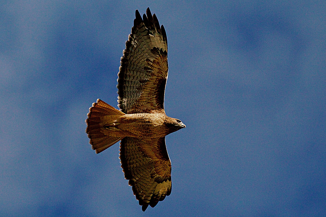 The Hawks of Carson Valley – Carson Valley Trails Association